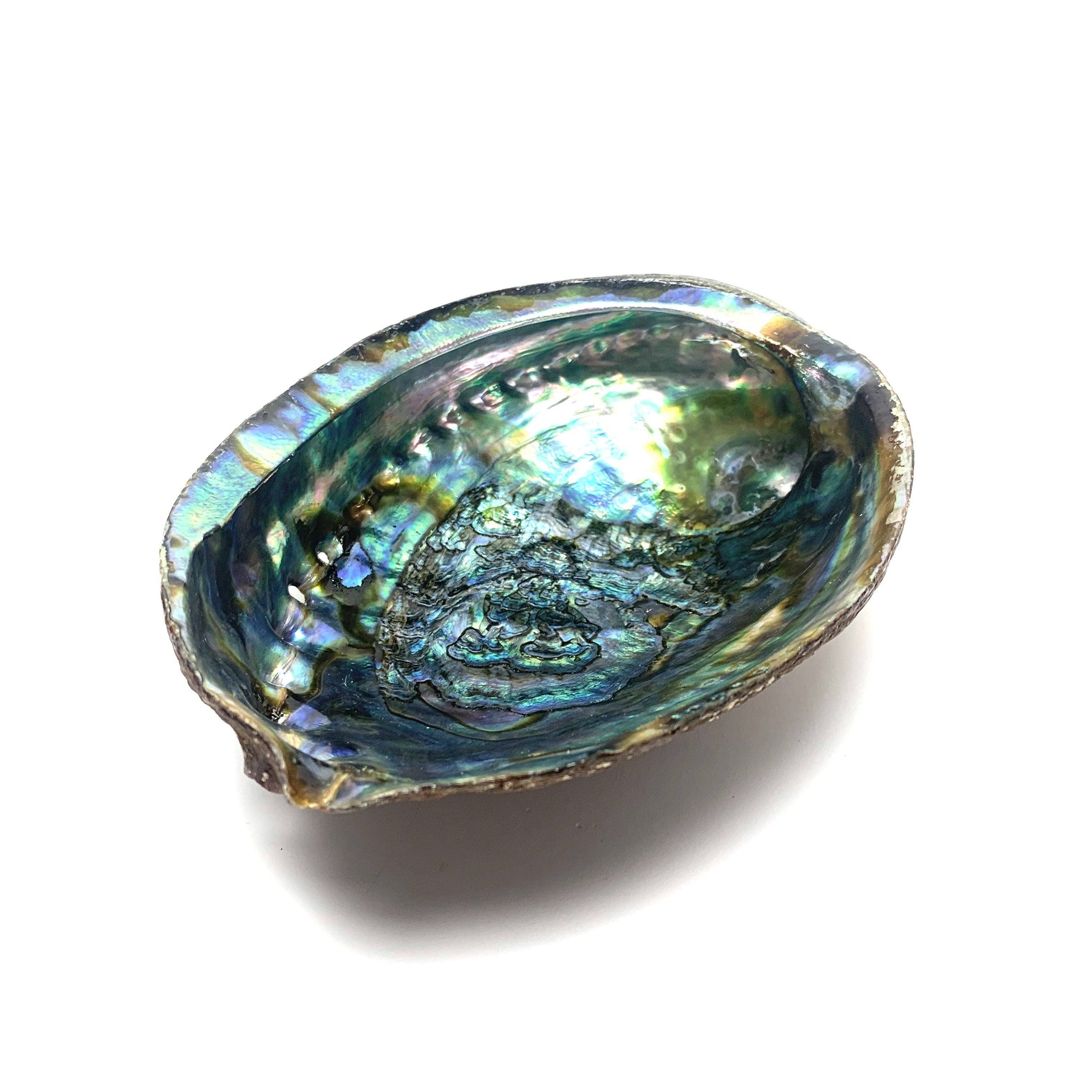 Abalone Shell & Mini Sage – House of Intuition Inc