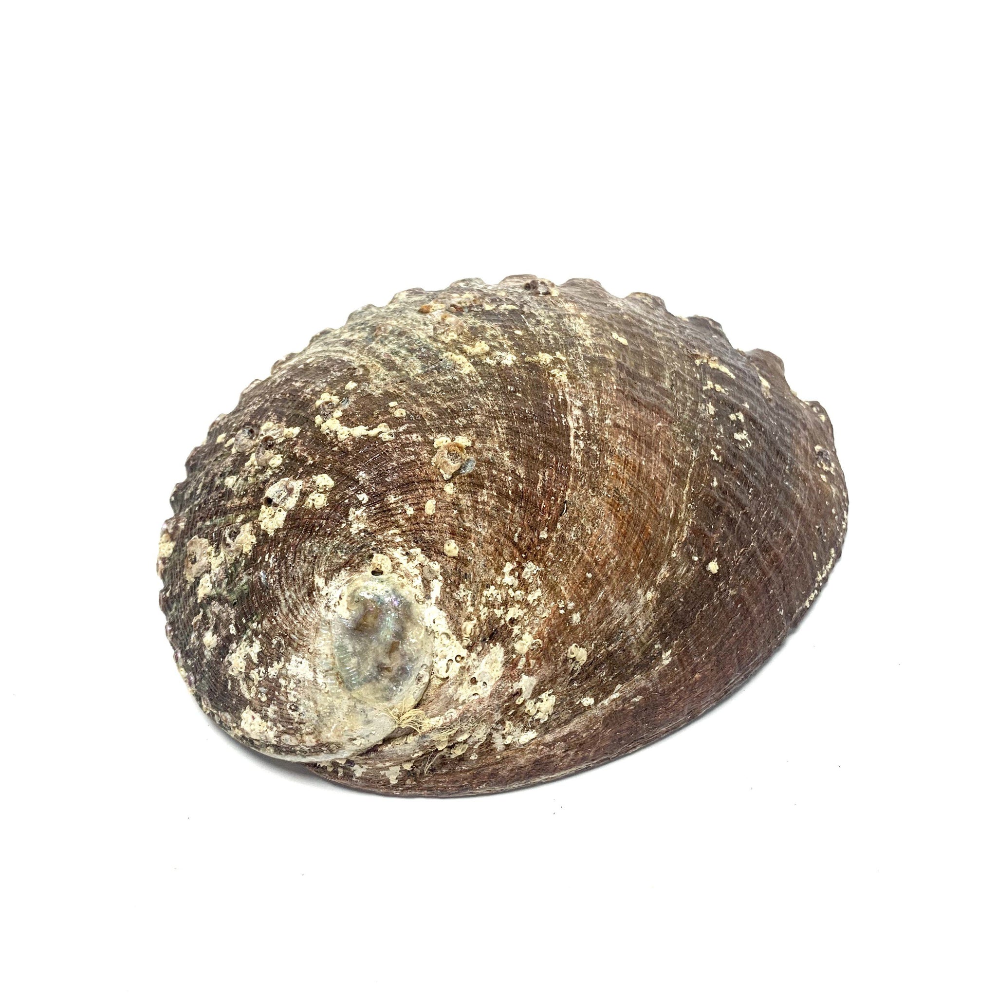 Abalone Shell & Mini Sage – House of Intuition Inc