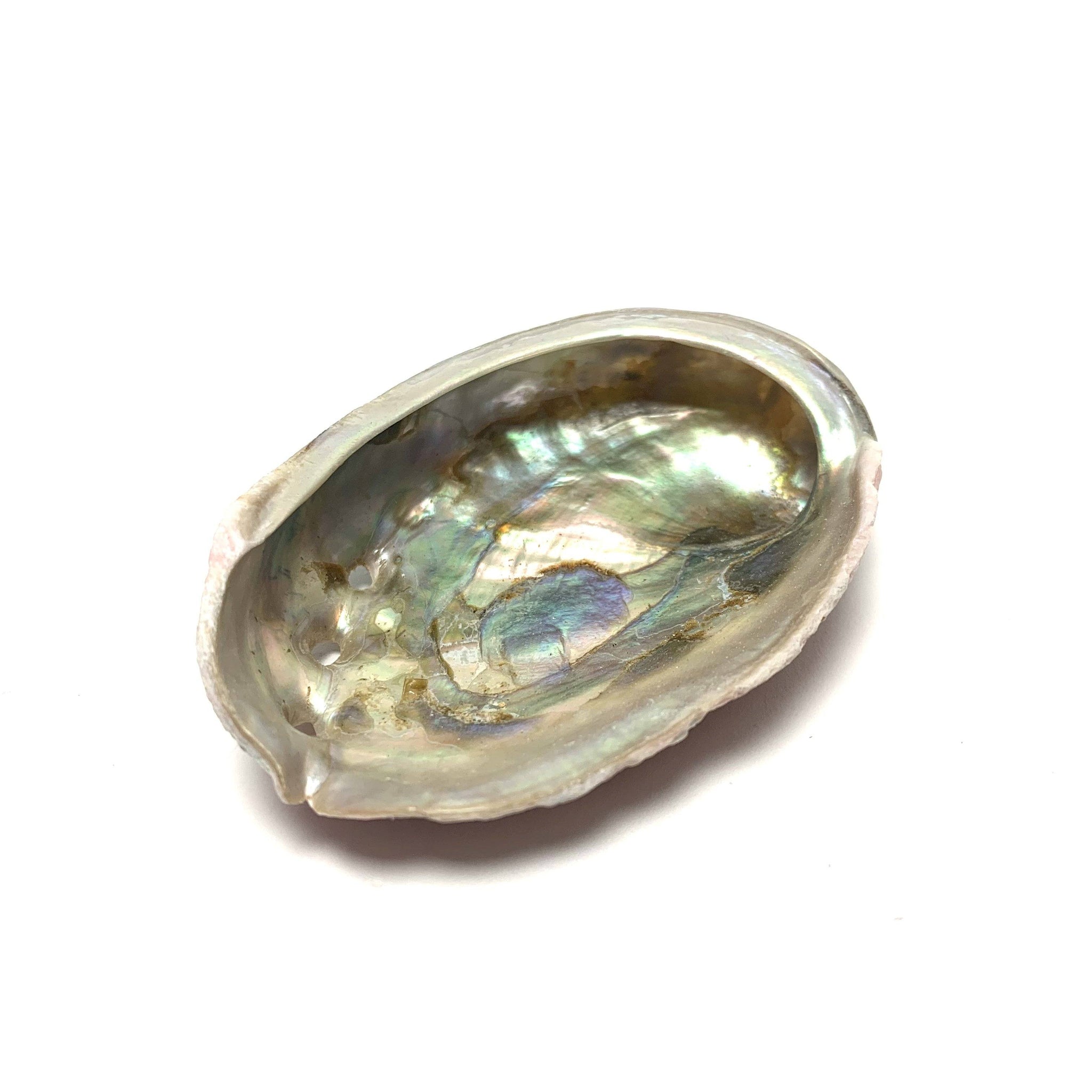 Abalone Shell & Mini Sage – House of Intuition Inc